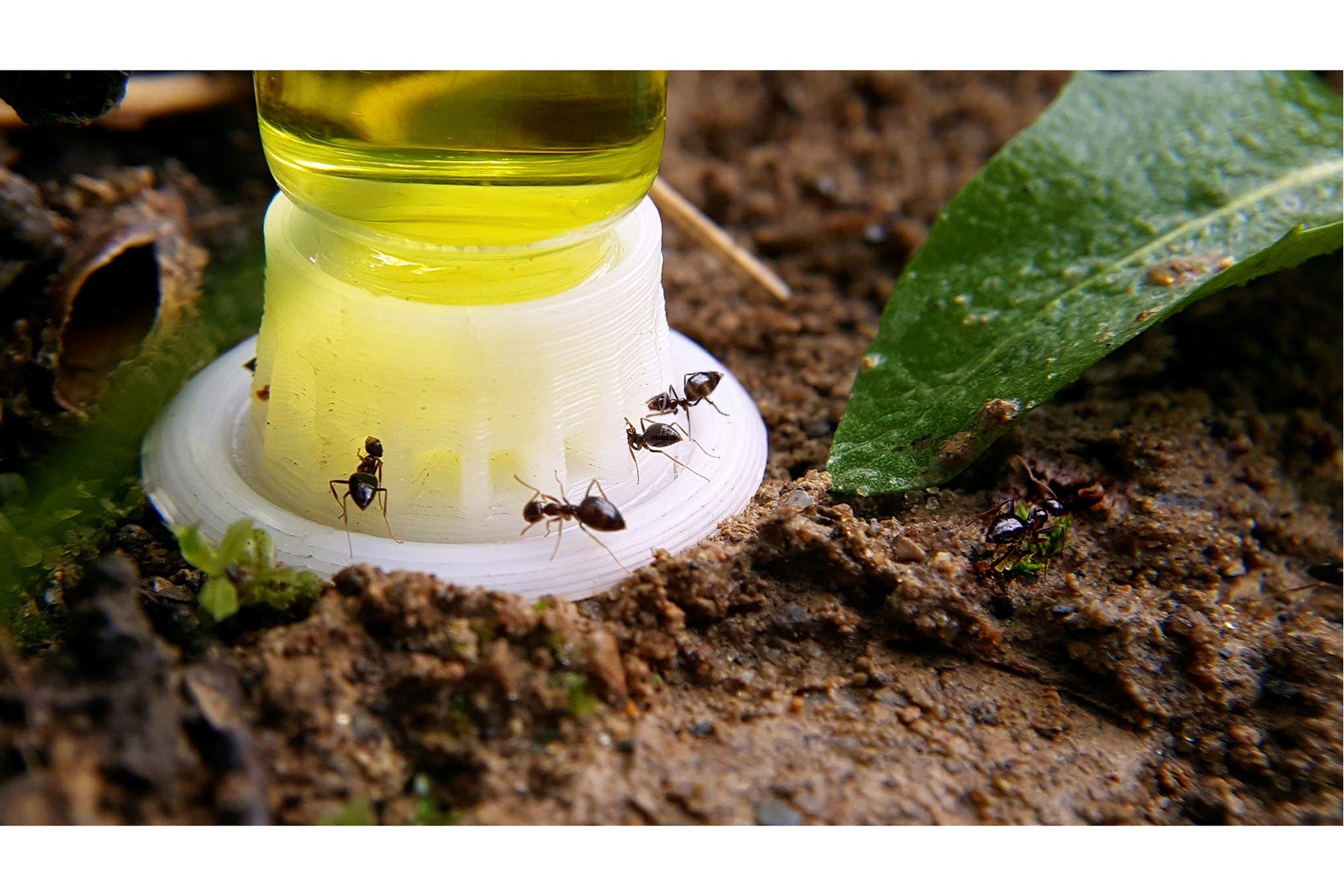 byFormica Ant Products | byFormica Ant Products - Liquid Feeding ...